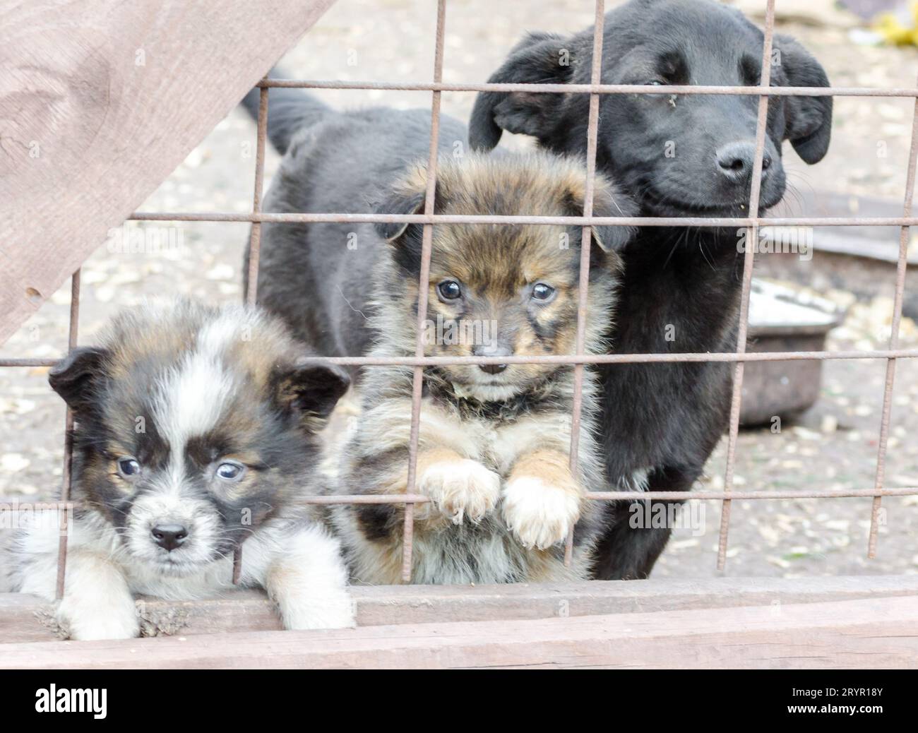 Three sad mongrel puppies in a cage Stock Photo - Alamy