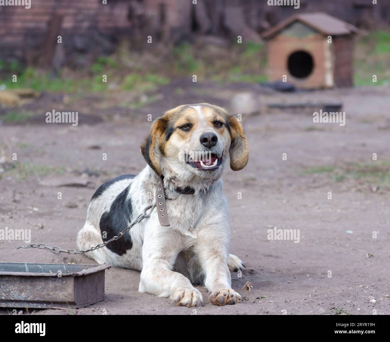 Pinto Chain Dog Smiles Against a Booth Stock Photo - Alamy