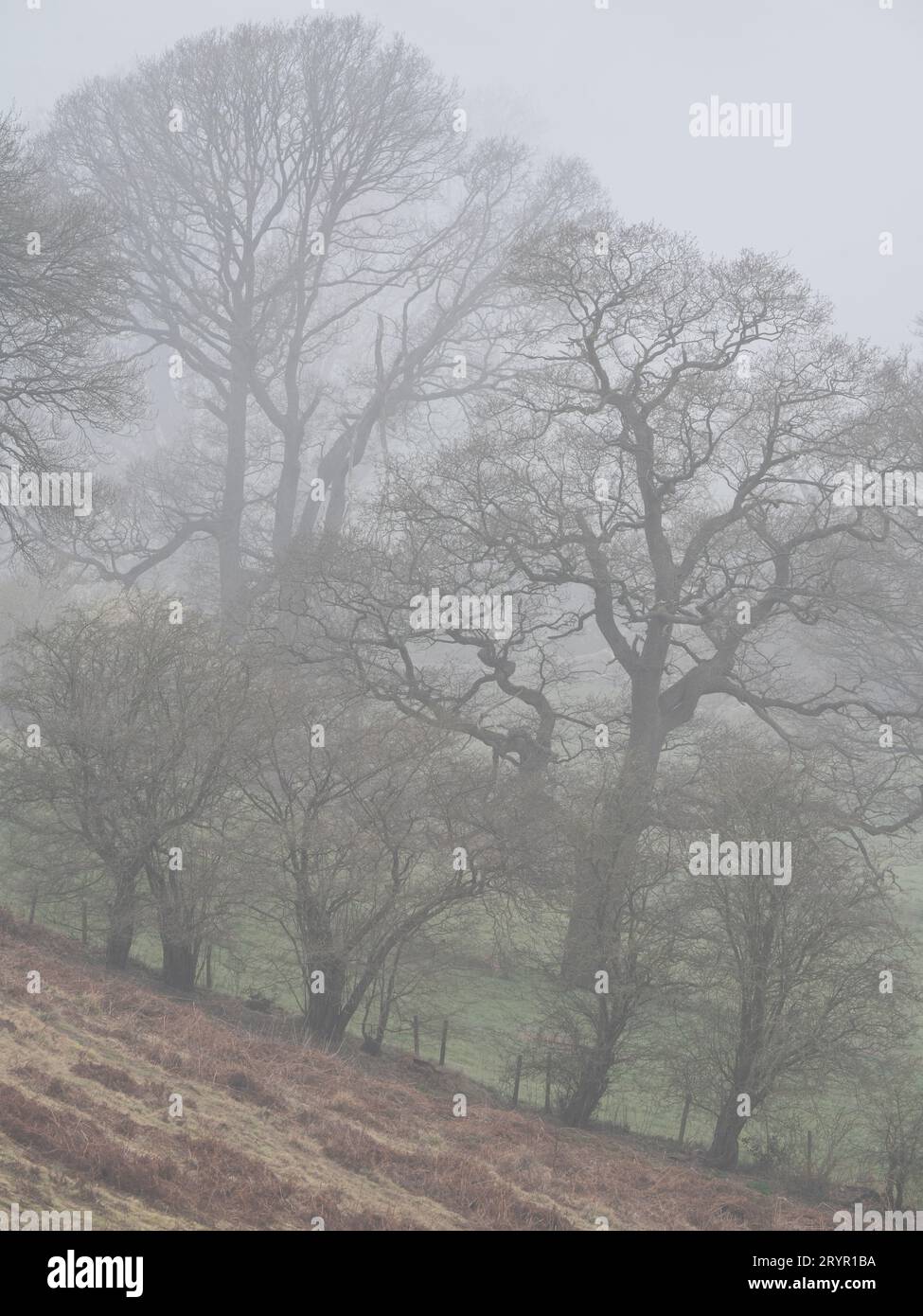 Farmland in rural Shropshire shrouded in mist with silhouetted trees ...