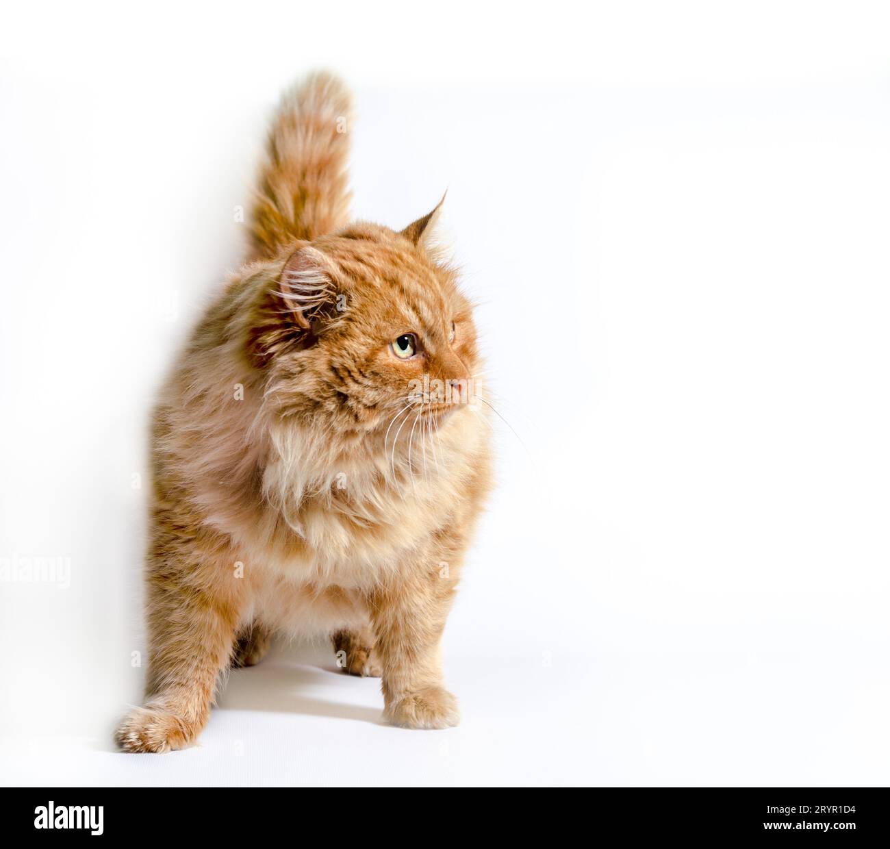 Huge fat red shaggy cat on a white background Stock Photo - Alamy