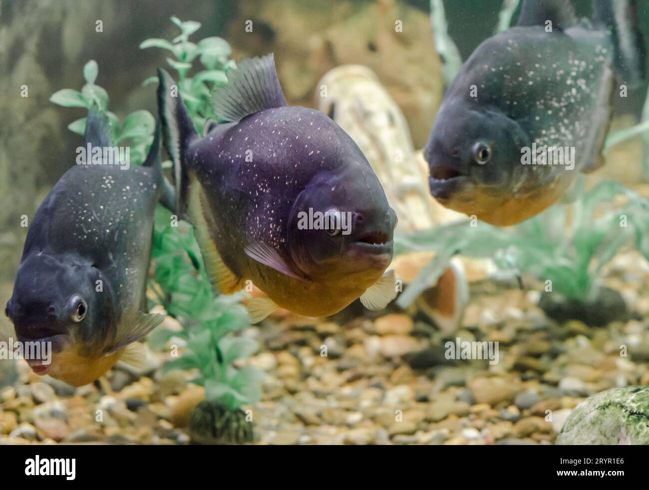 Three piranha fish swim hi-res stock photography and images - Alamy