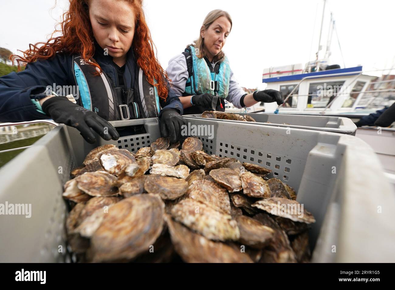 Members of the Wild Oysters Project (backed by the Zoological Society ...