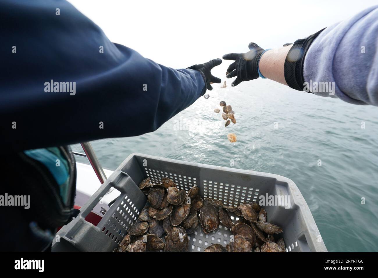 Members of the Wild Oysters Project (backed by the Zoological Society ...
