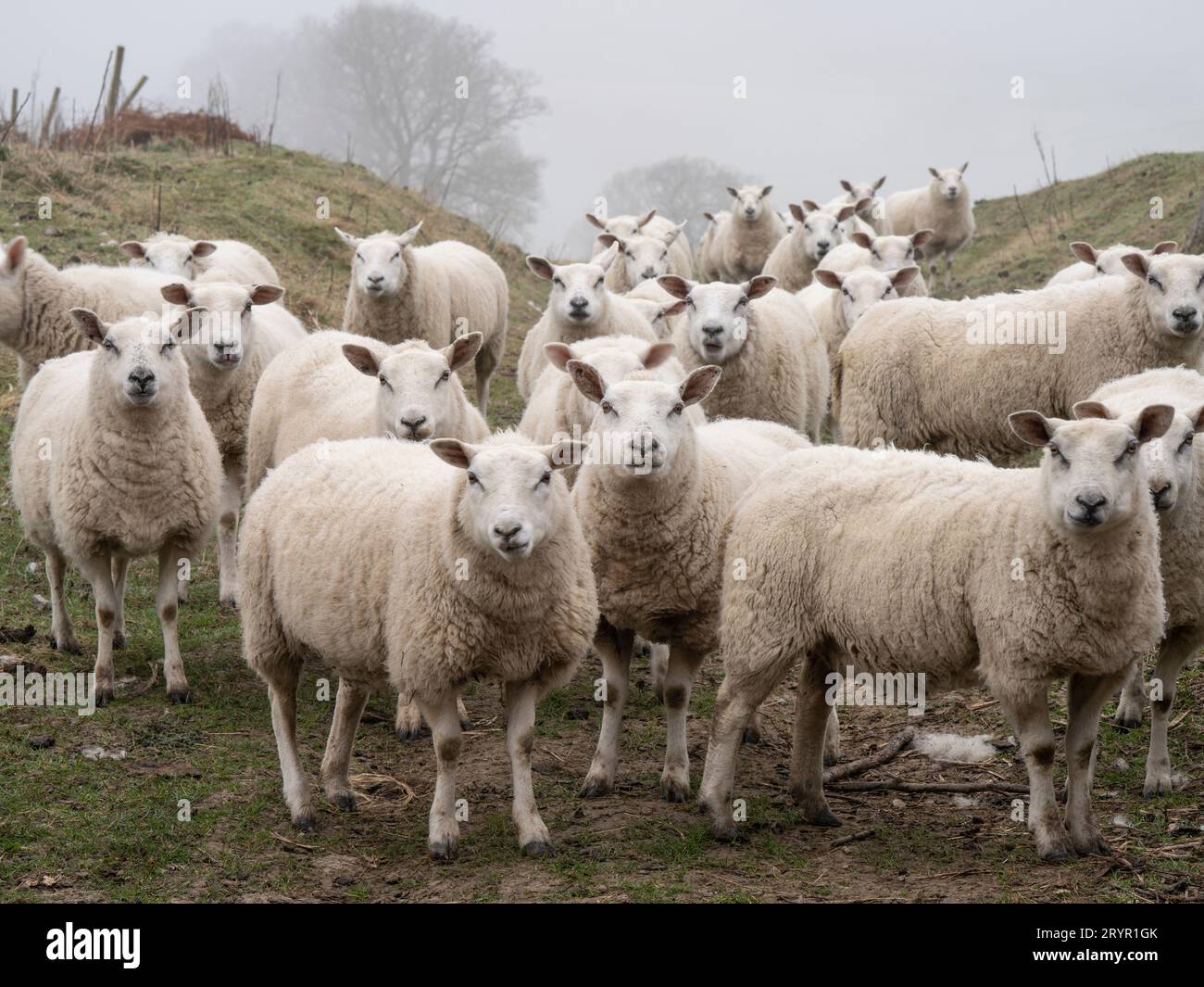 Farm animals in Shropshire, England Stock Photo - Alamy