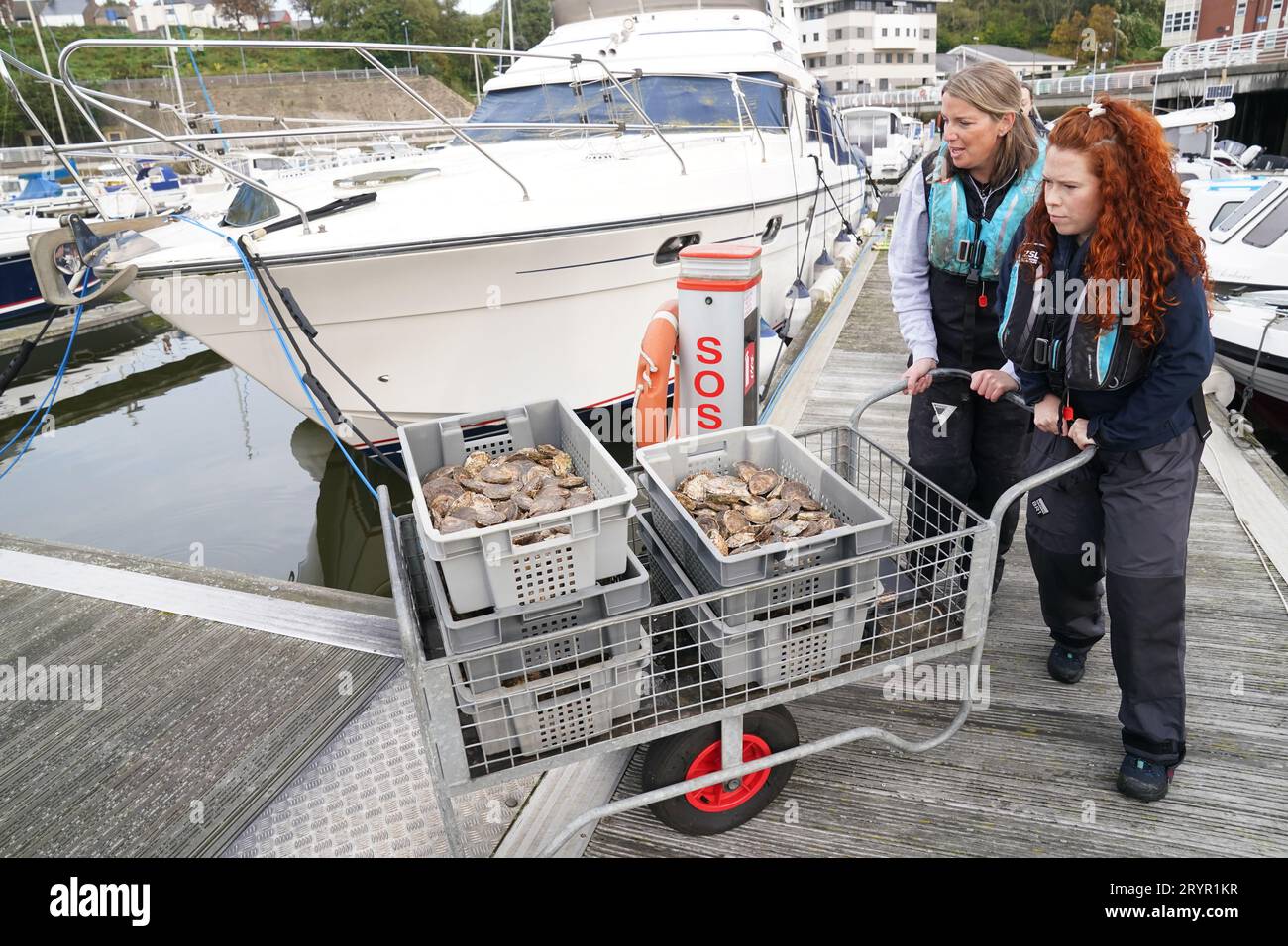 Members of the Wild Oysters Project (backed by the Zoological Society ...