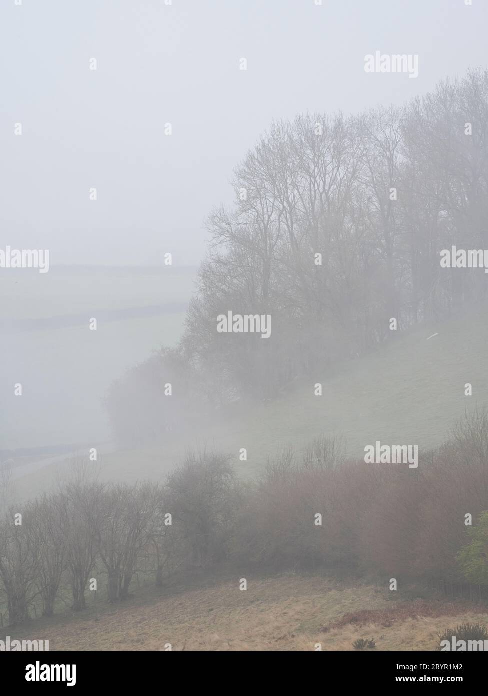 Farmland in rural Shropshire shrouded in mist with silhouetted trees ...