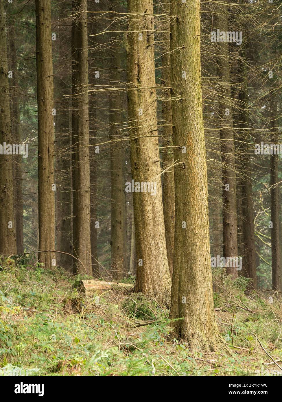 Quintessential British mixed woodland on Goat Hill in South Shropshire ...