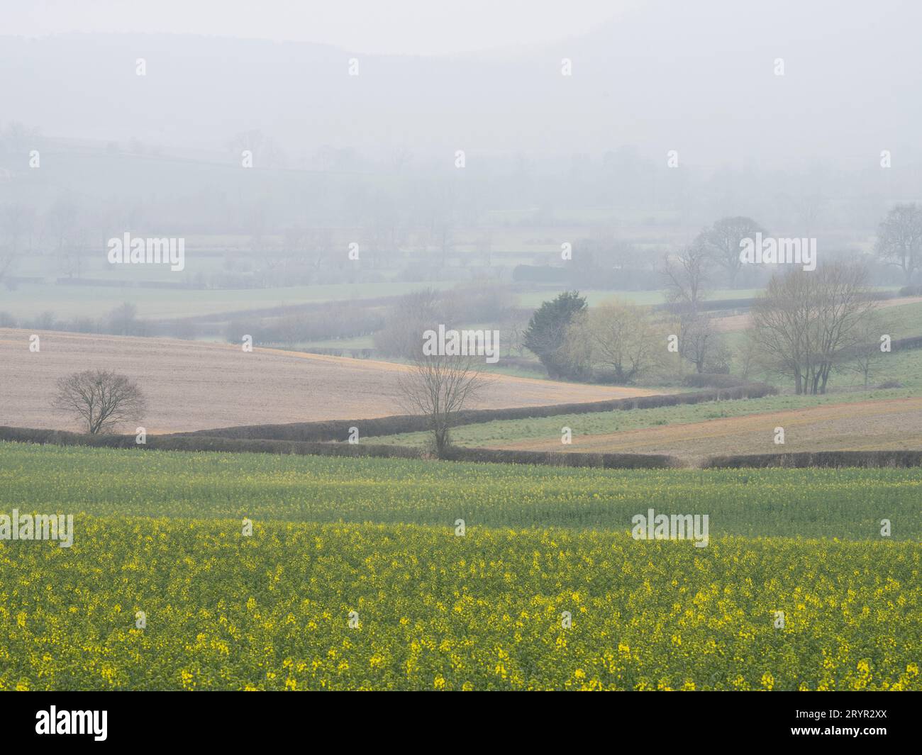 Farmland in rural Shropshire shrouded in mist with silhouetted trees ...