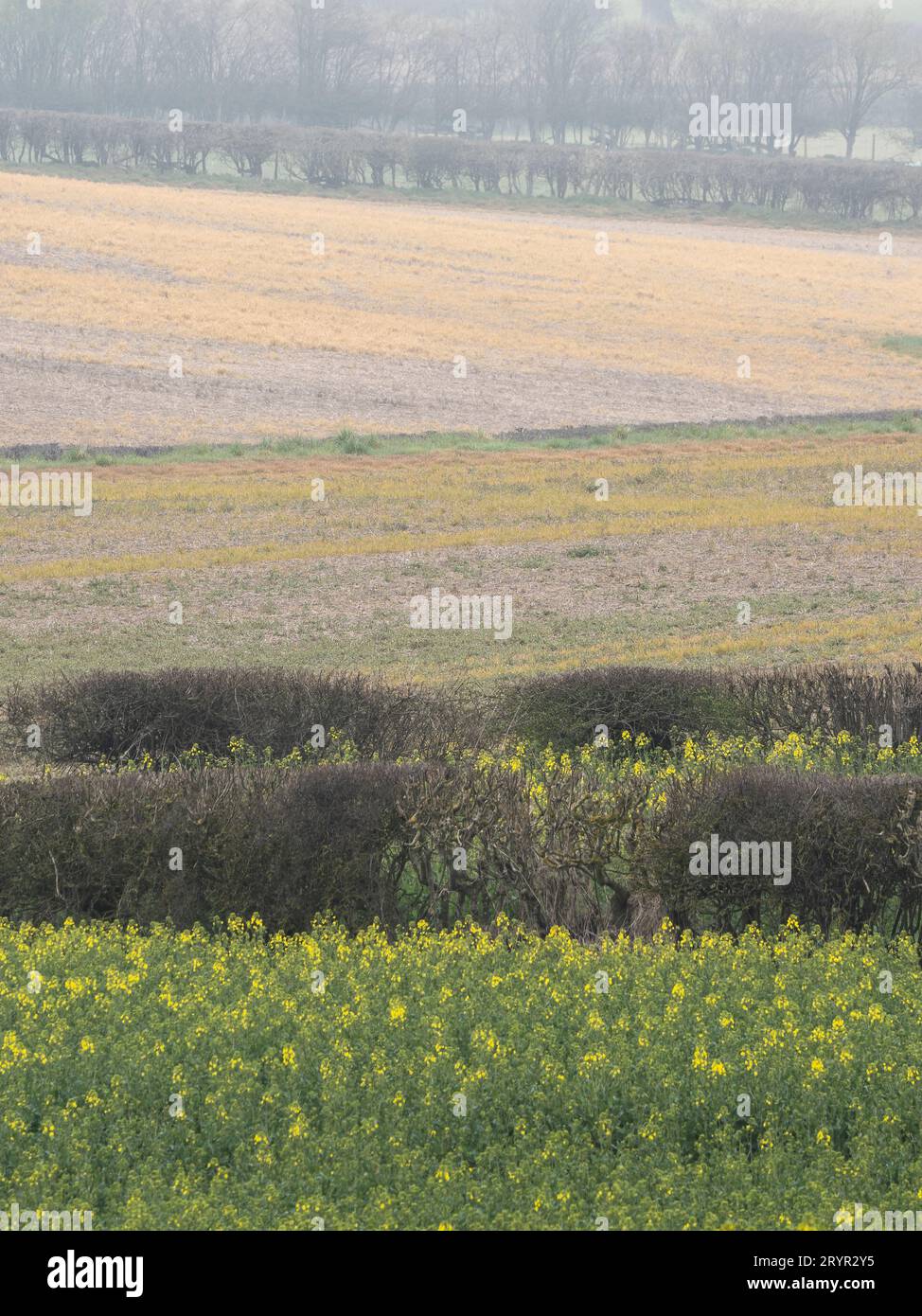 Farmland in rural Shropshire shrouded in mist with silhouetted trees ...