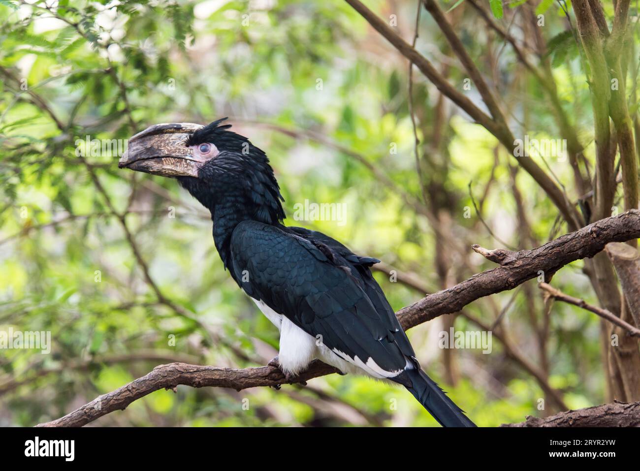 Rhino hornbill hi-res stock photography and images - Alamy