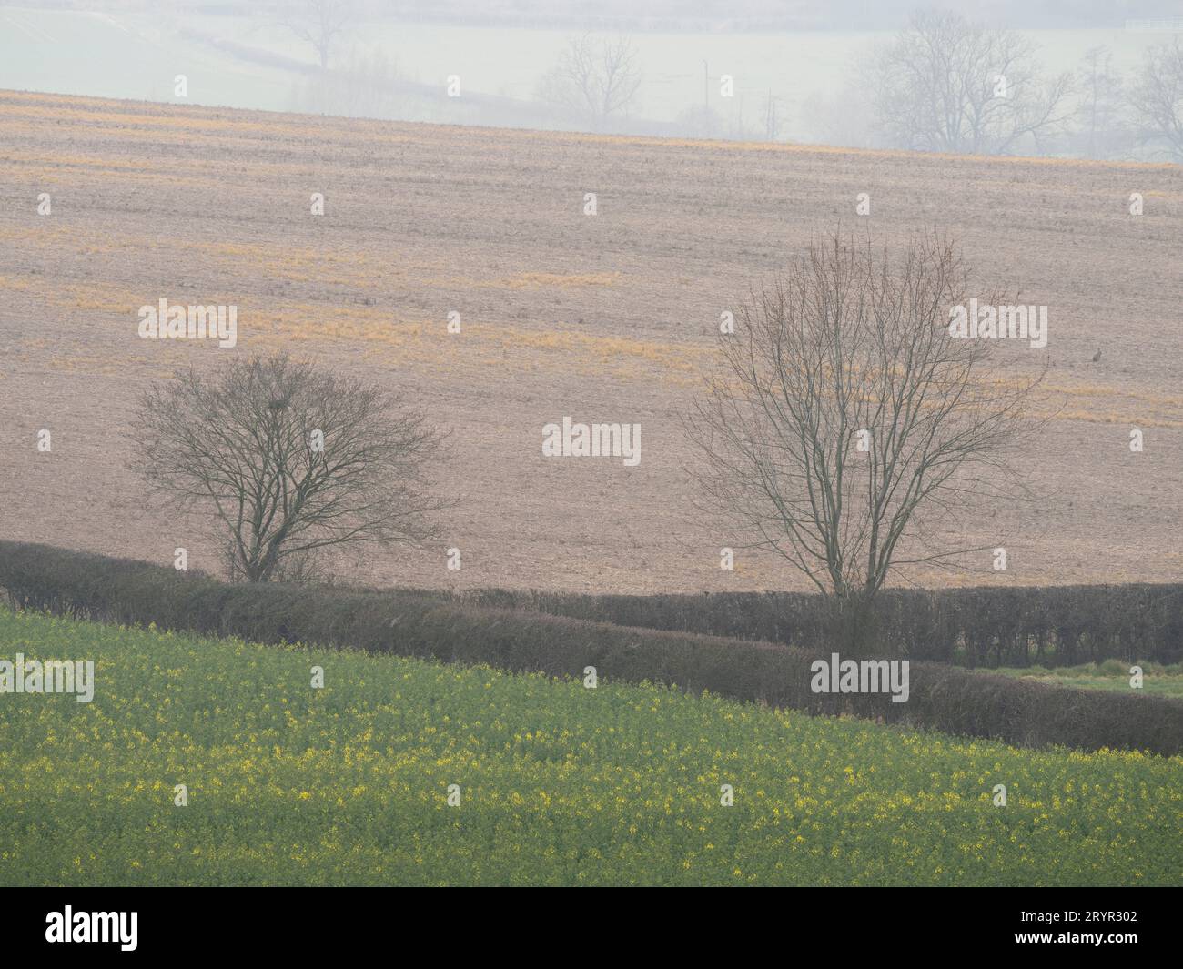 Farmland in rural Shropshire shrouded in mist with silhouetted trees ...