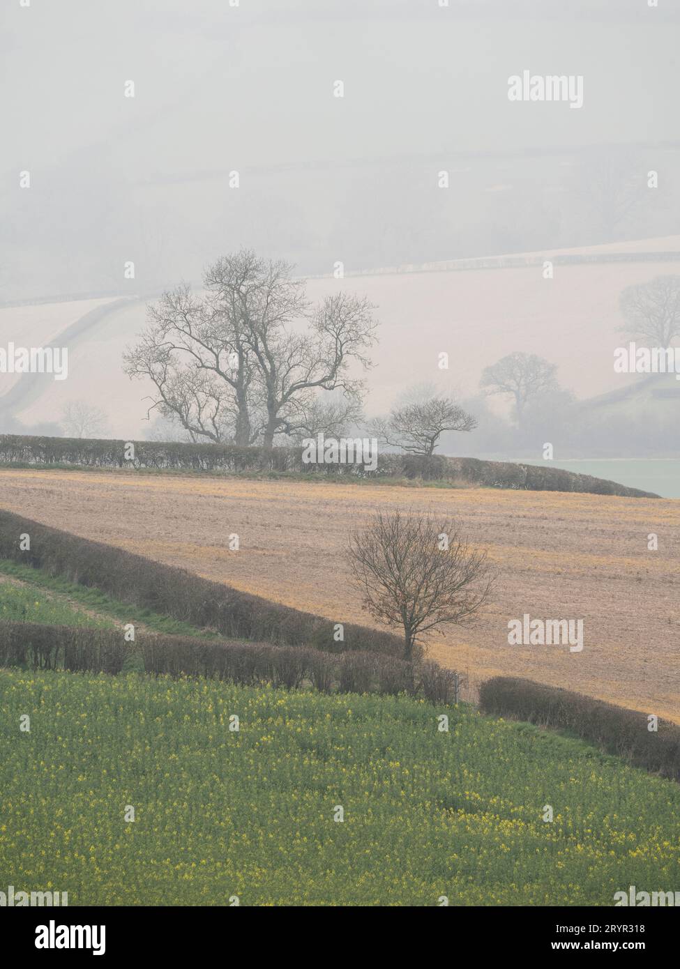 Farmland in rural Shropshire shrouded in mist with silhouetted trees ...