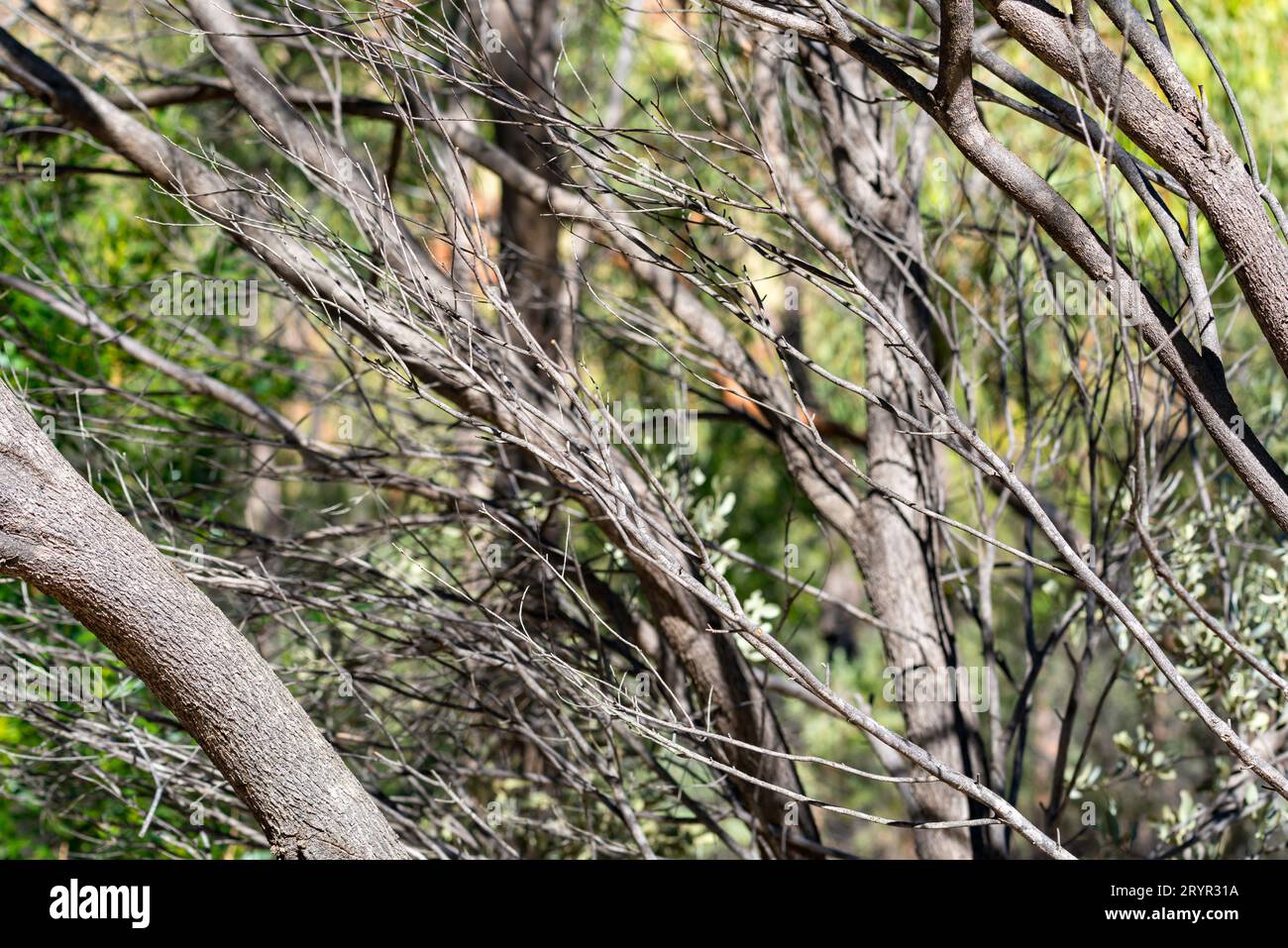 Acacia aneura, commonly known as mulga or true mulga, is a shrub or ...