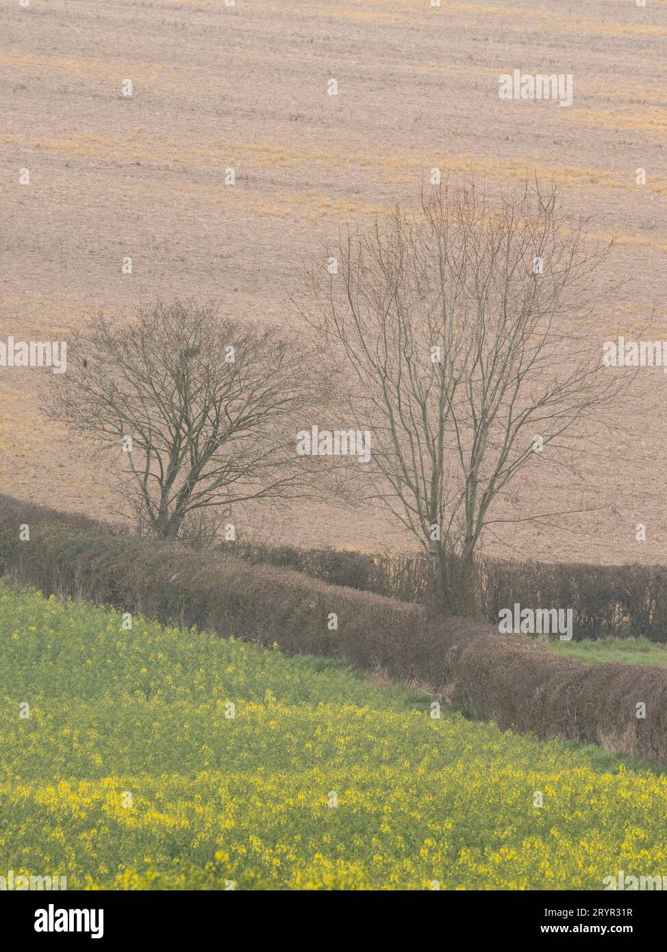Ash trees border field hi-res stock photography and images - Alamy