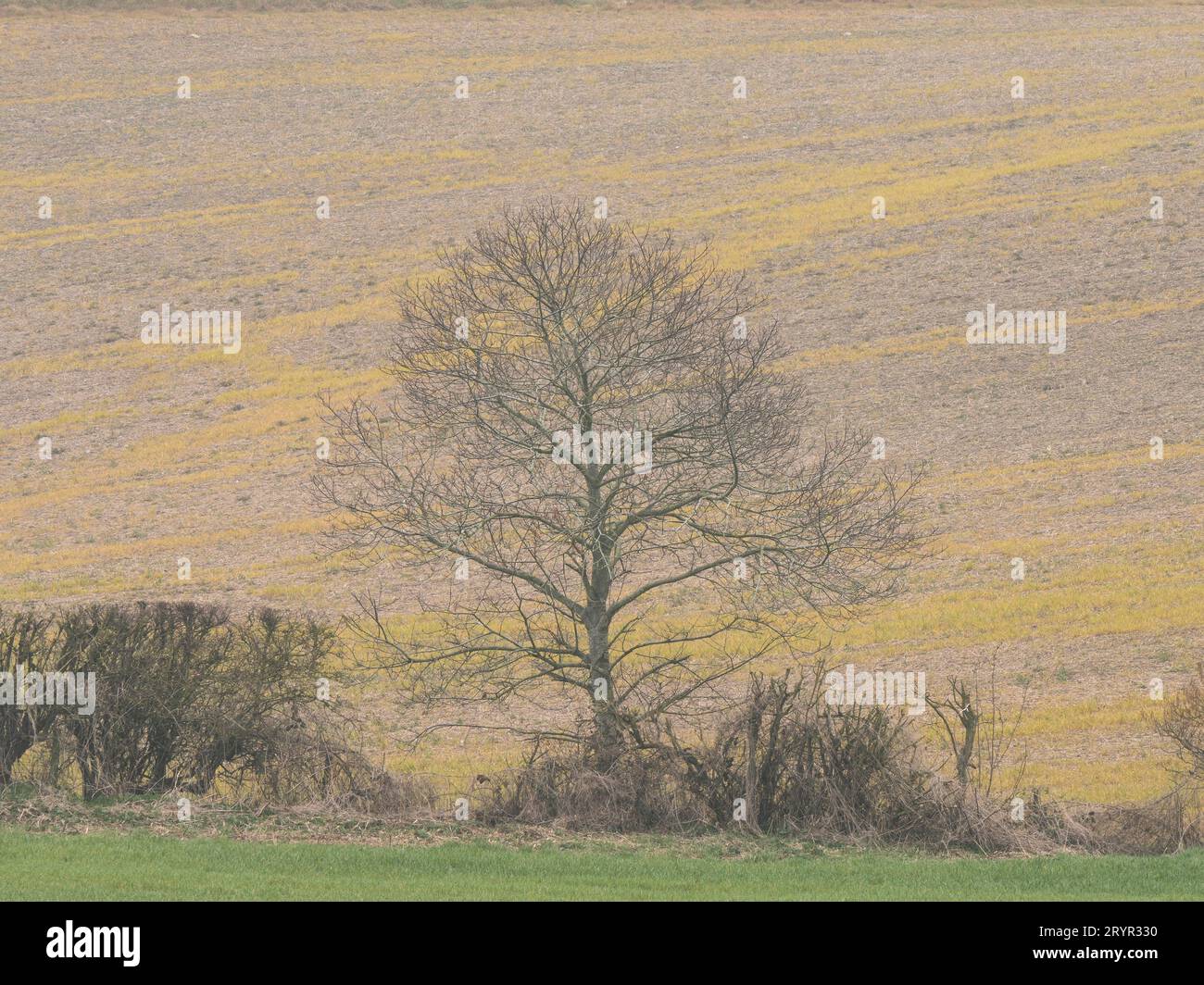 Ash trees border field hi-res stock photography and images - Alamy