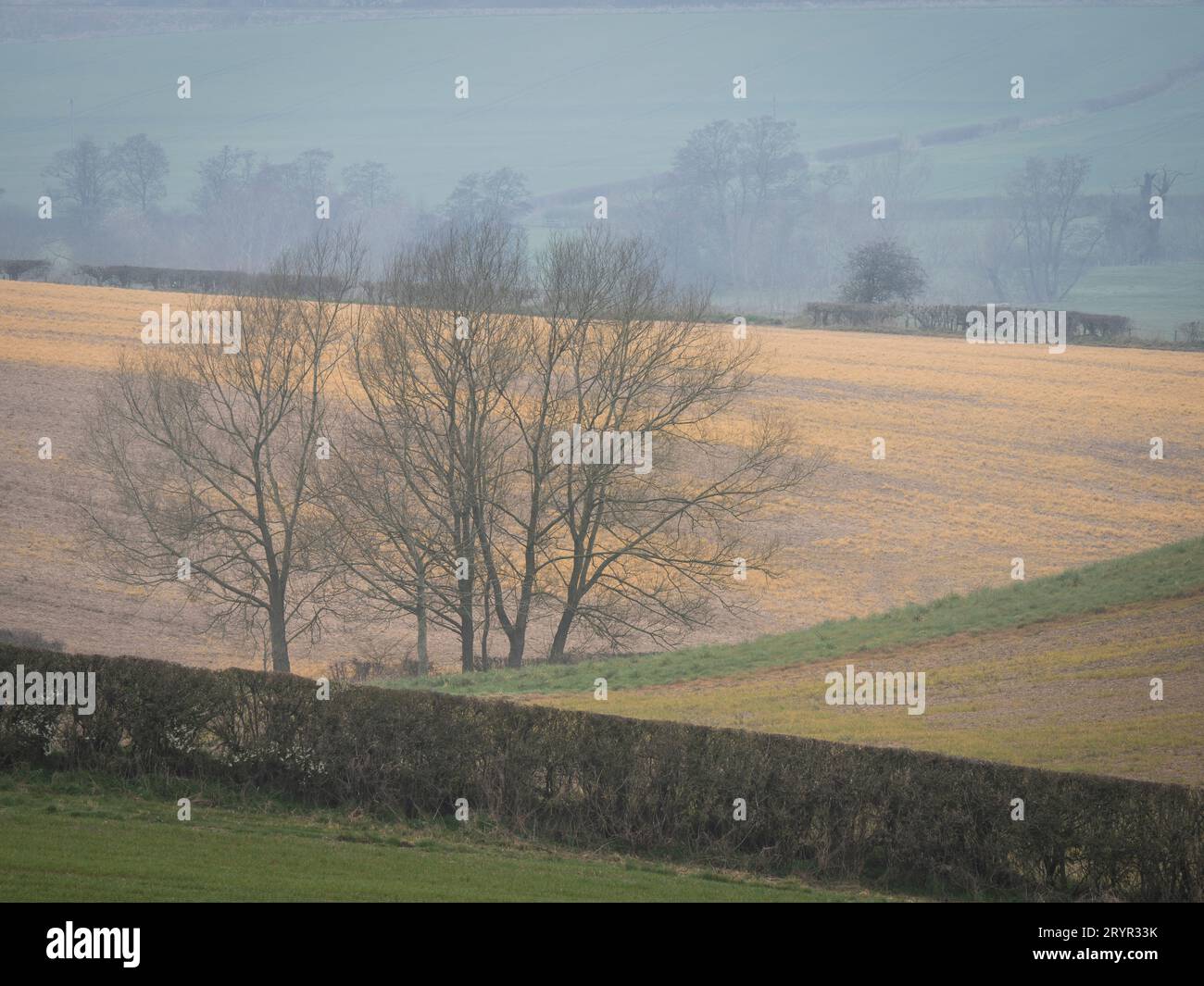 Farmland in rural Shropshire shrouded in mist with silhouetted trees ...