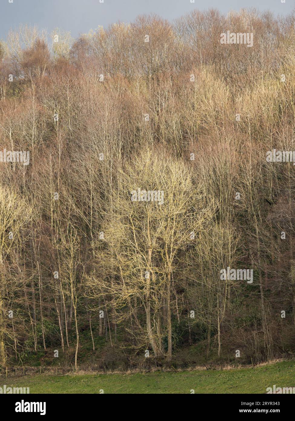 Farmland in rural Shropshire shrouded in mist with silhouetted trees ...
