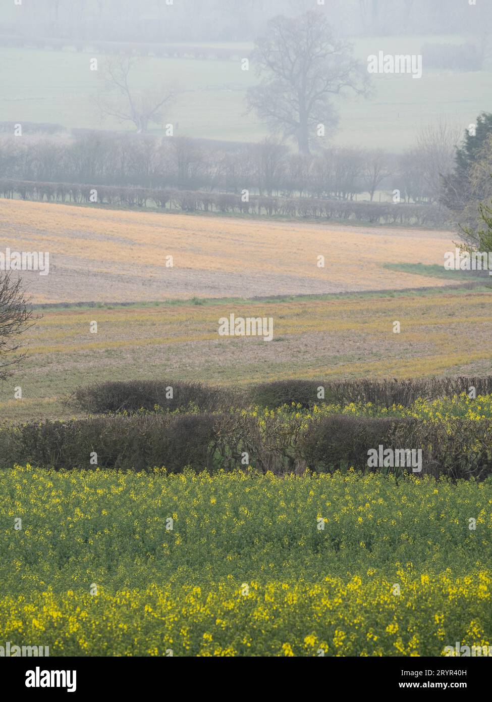 Farmland in rural Shropshire shrouded in mist with silhouetted trees ...