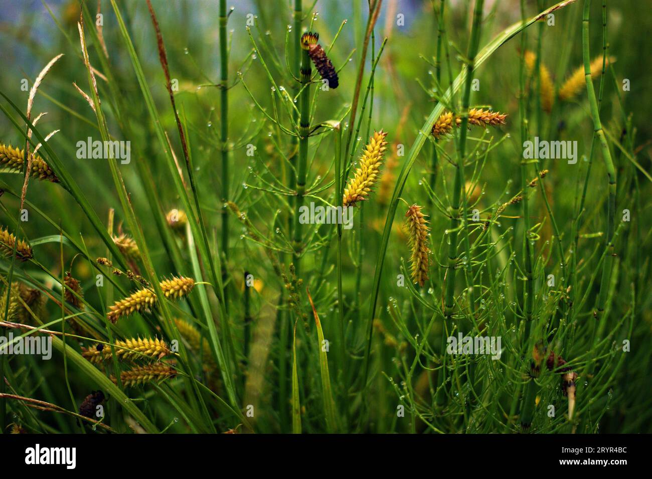 wild summer field and a riot of colors, plants and inflorescences of ...