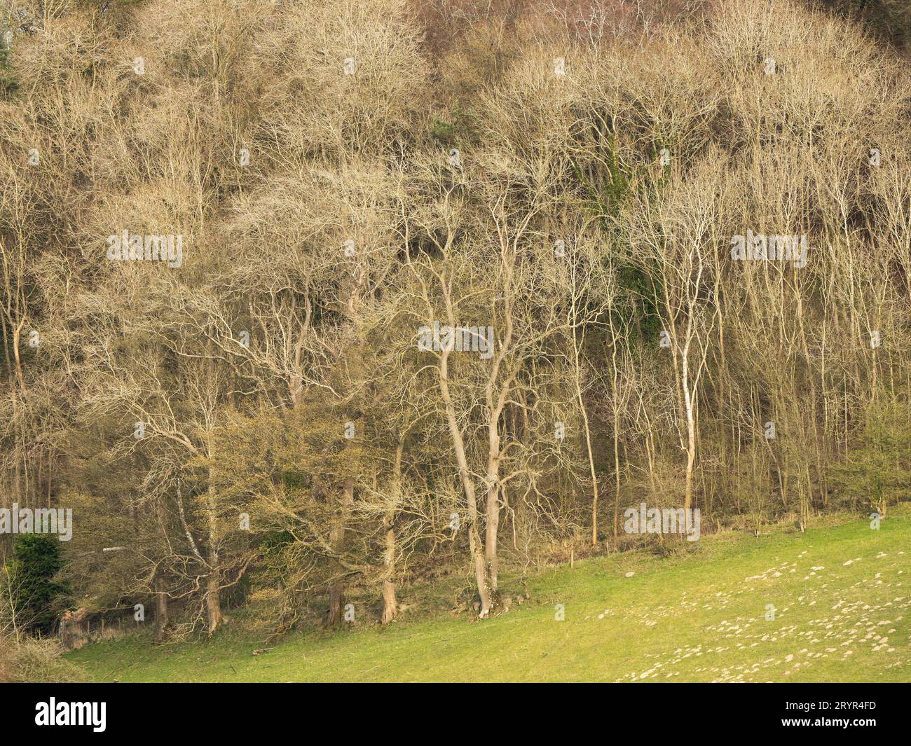 Quintessential British mixed woodland on Goat Hill in South Shropshire ...