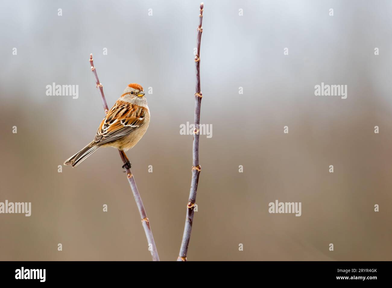 Spizelloides arborea tree sparrow hi-res stock photography and images ...