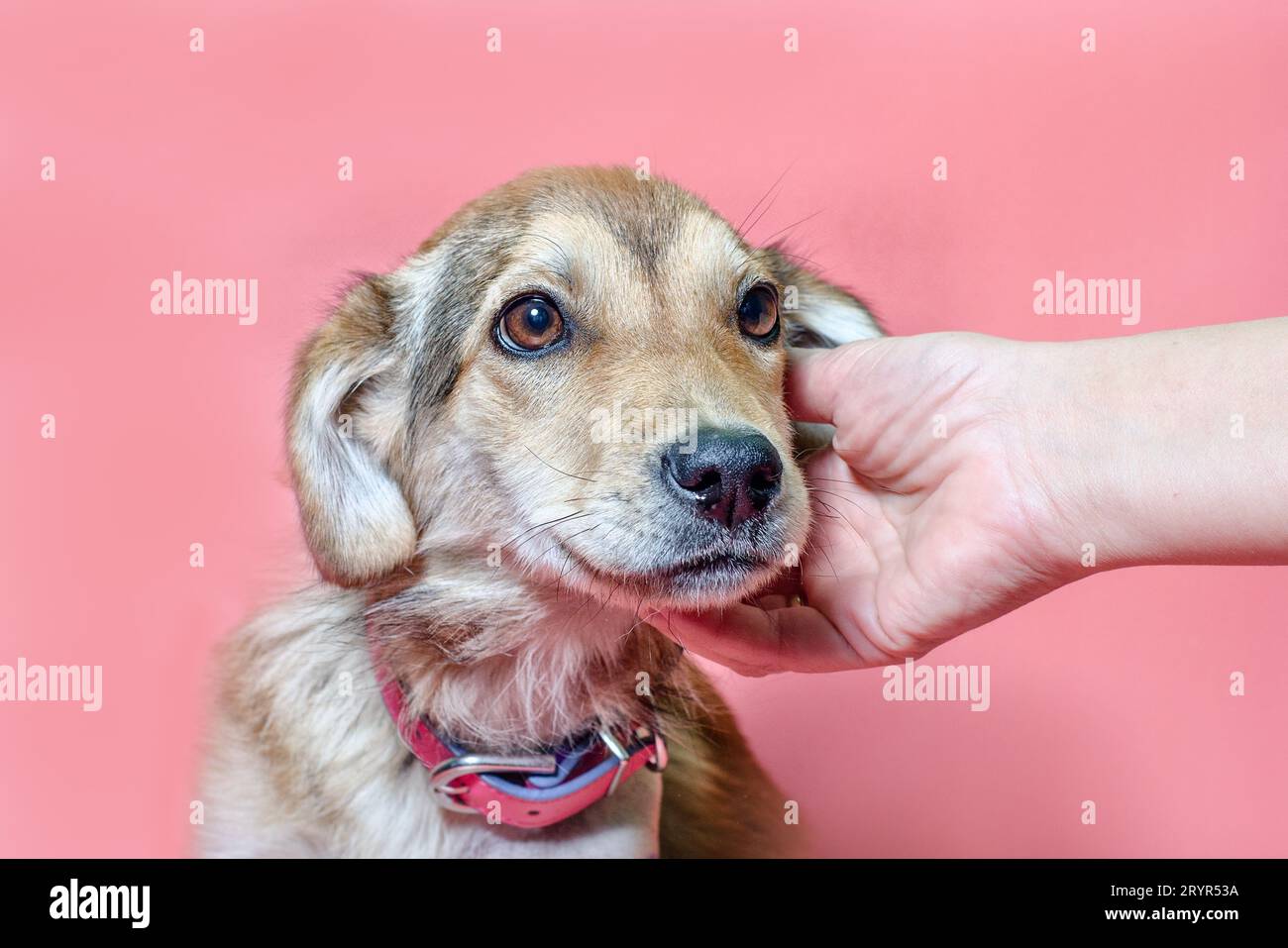 Scratches animal hi-res stock photography and images - Alamy