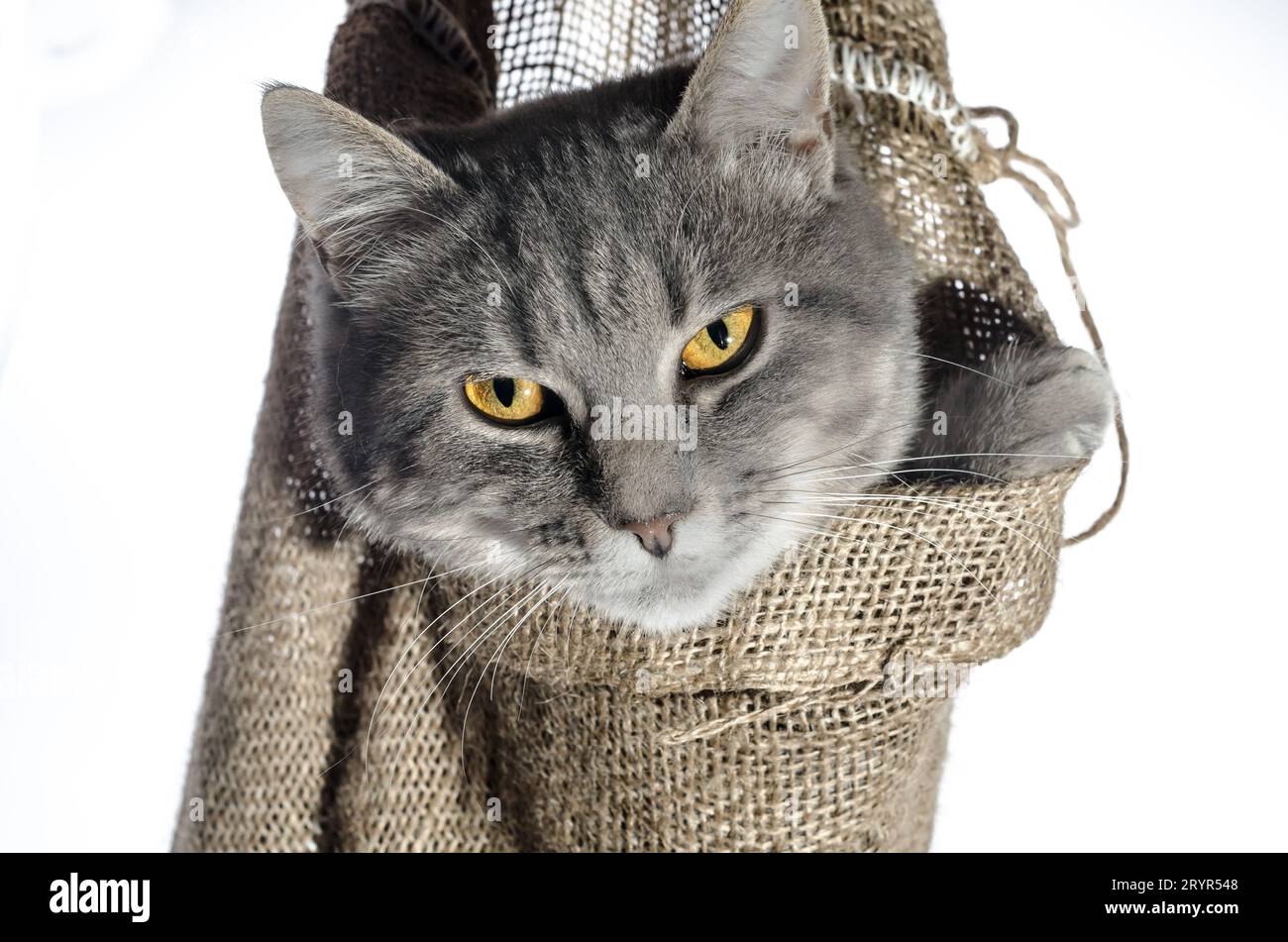 Cat in a poke gray cat color of a tabby crawls out of a canvas bag ...