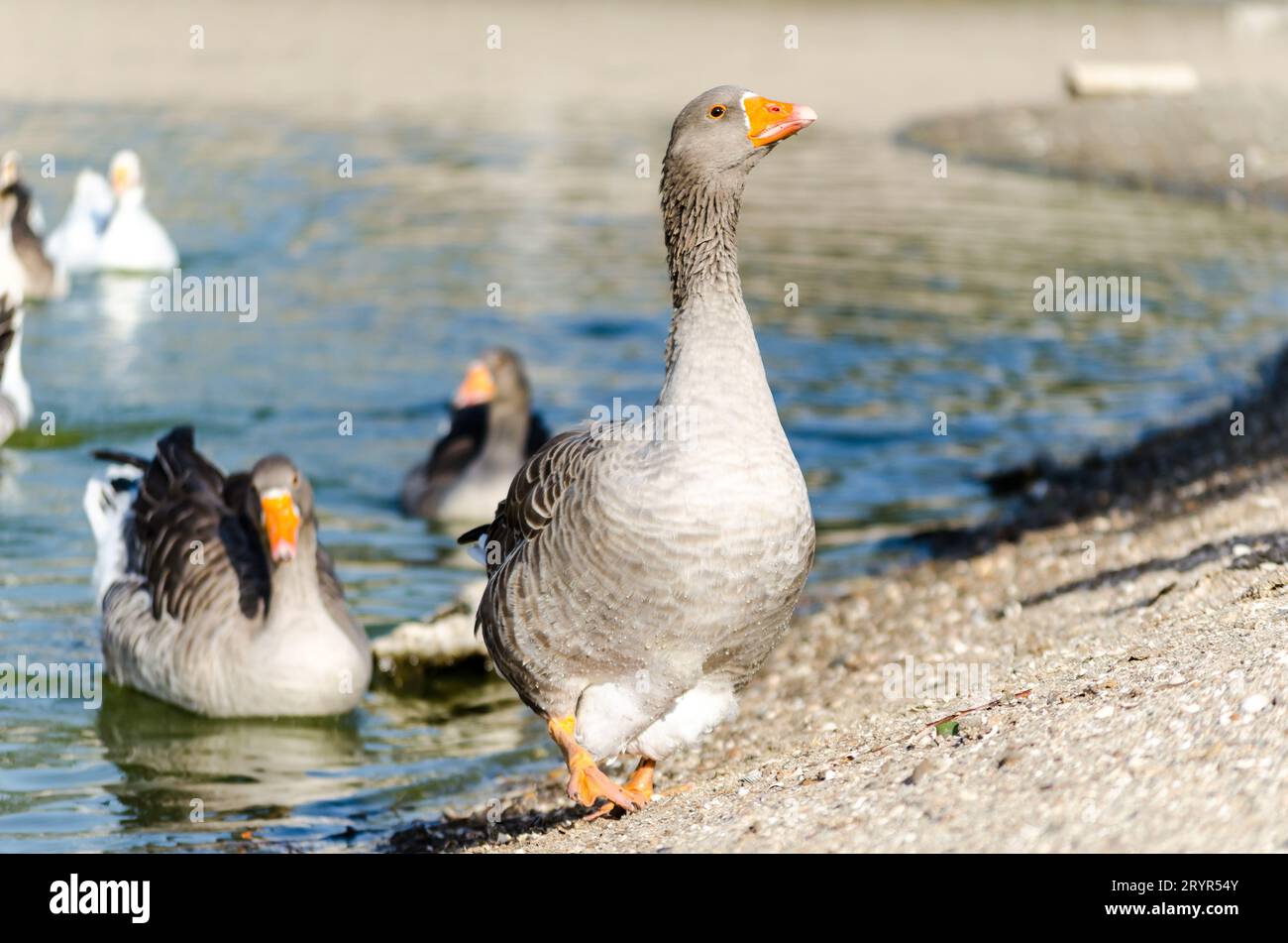 A wild goose on a lake Stock Photo - Alamy