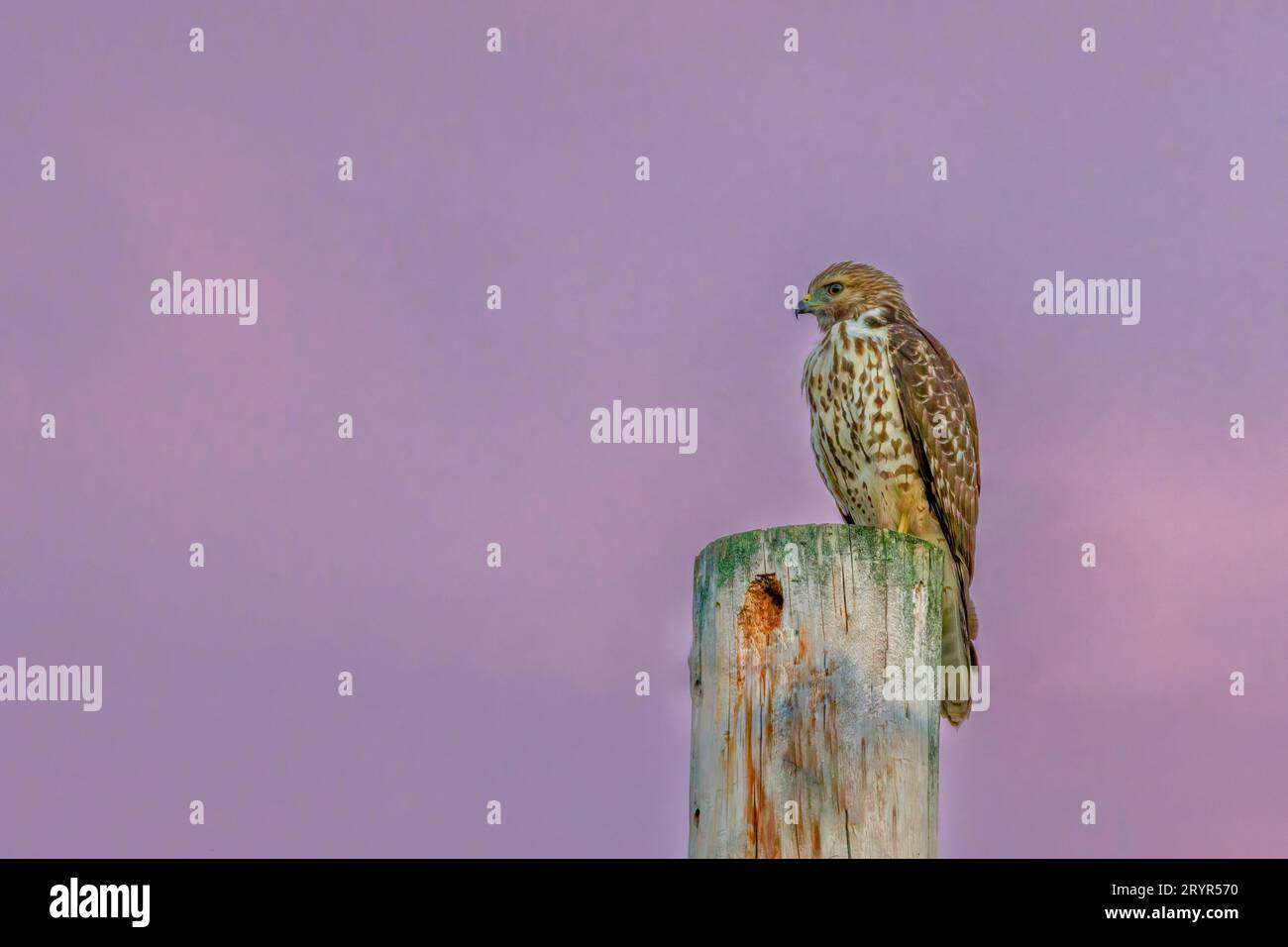 Red-shouldered hawk at sunrise Stock Photo - Alamy