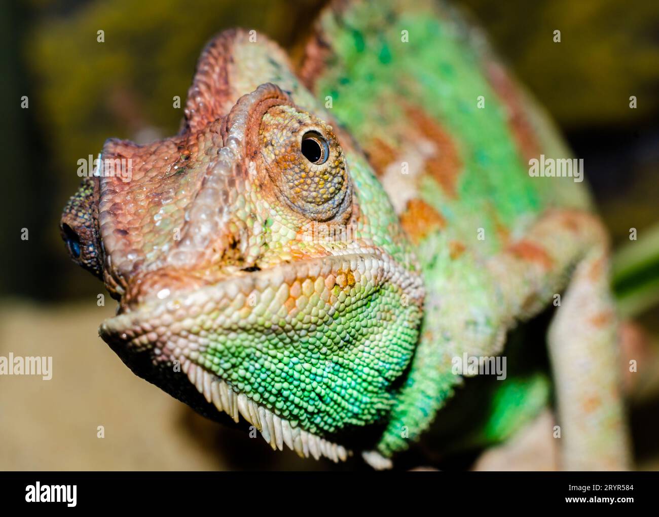 Adult large color chameleon closeup Stock Photo - Alamy