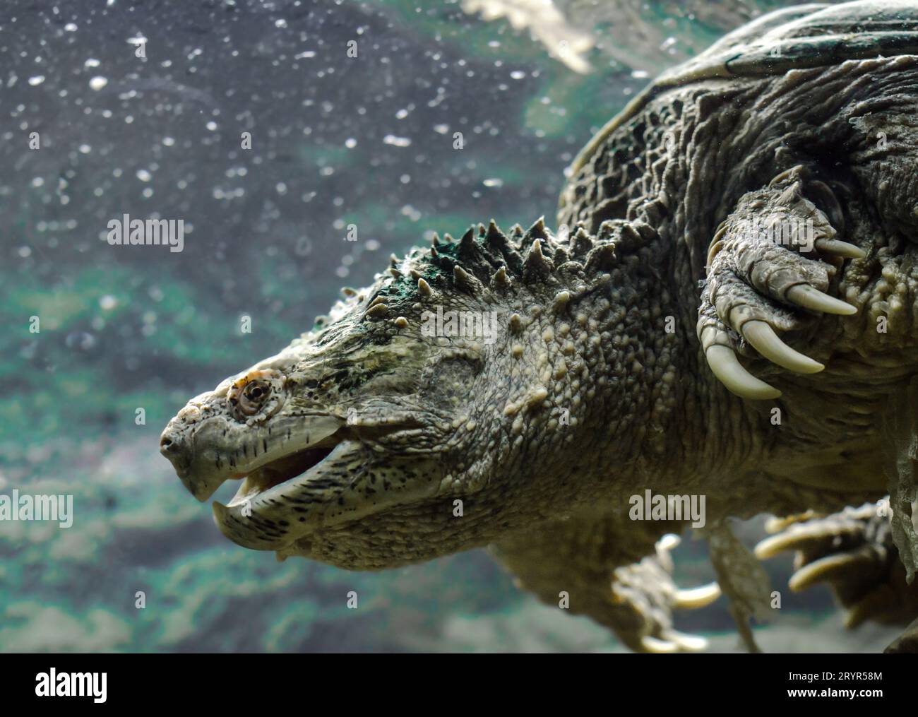 Large cayman turtle with open mouth swims under water close up Stock ...