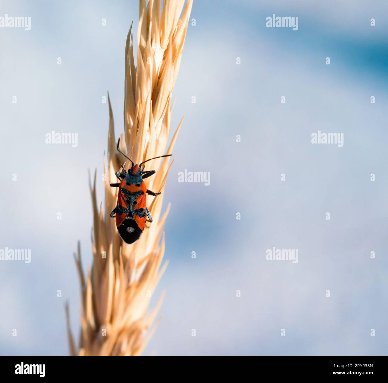 Bug pests hi-res stock photography and images - Alamy