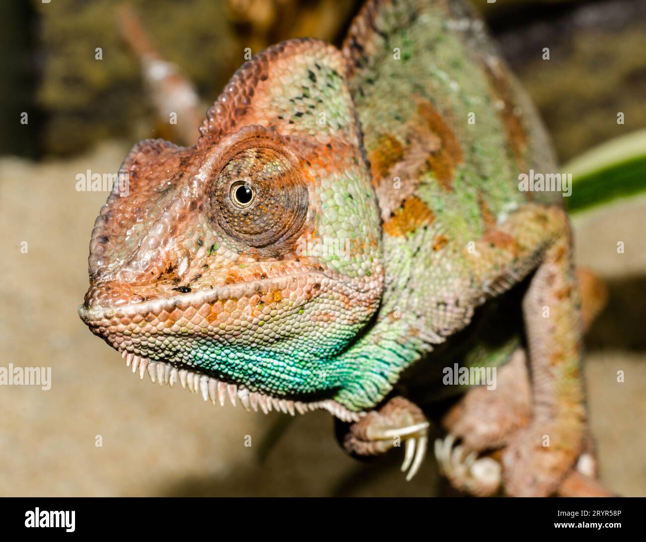 Multi colored chameleon hi-res stock photography and images - Alamy