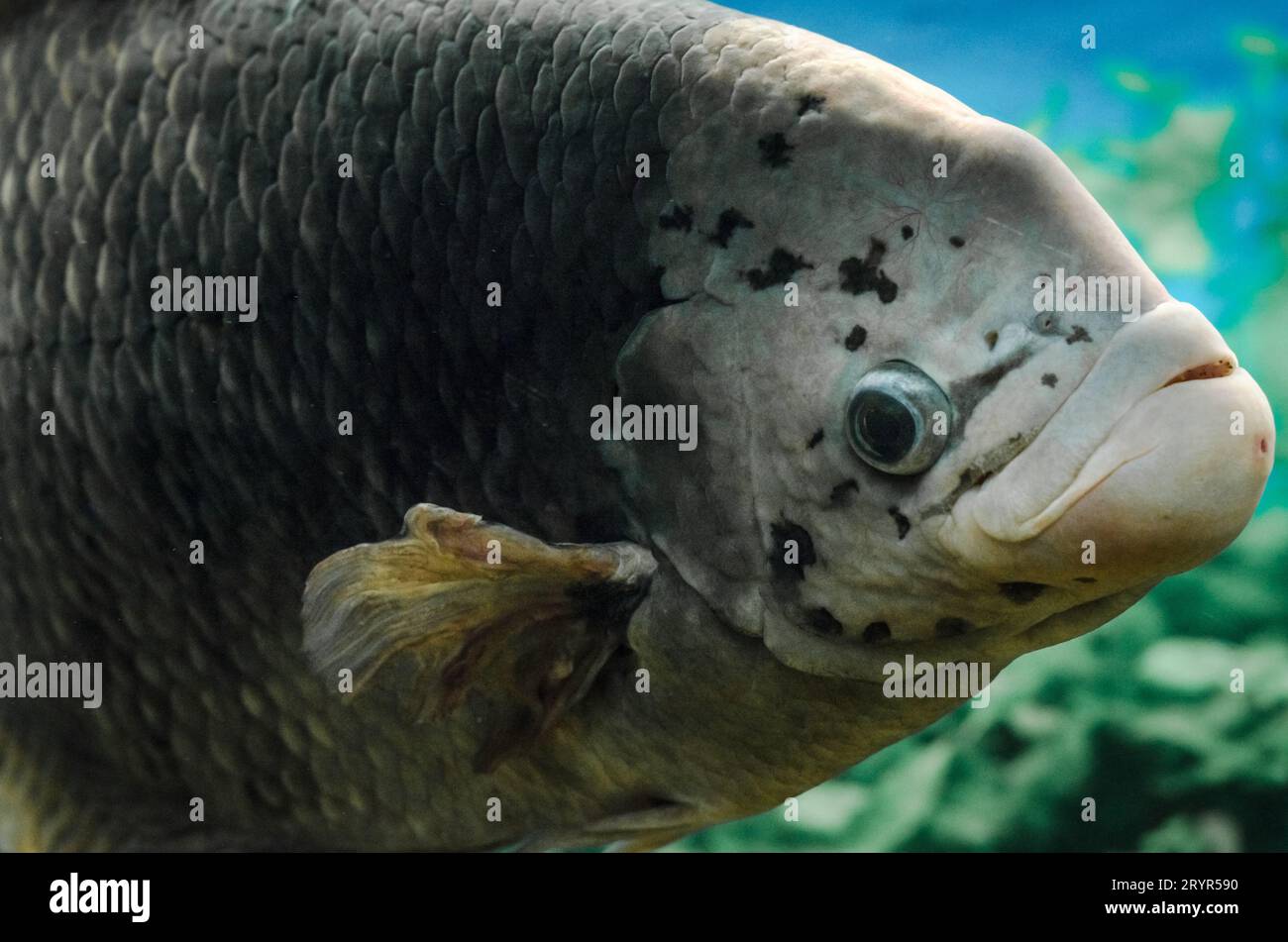 Live underwater hi-res stock photography and images - Alamy
