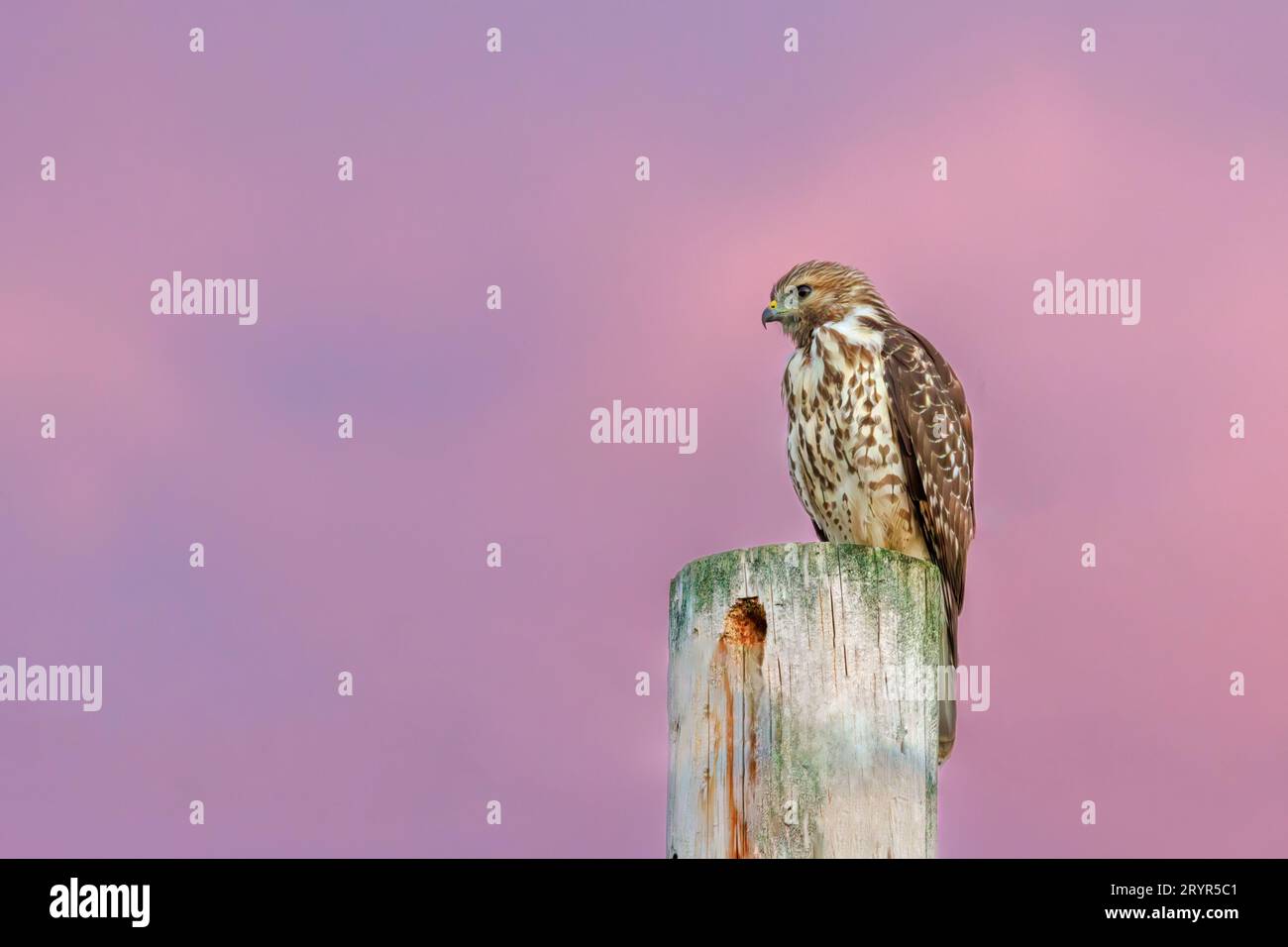 Hawk at sunrise hi-res stock photography and images - Alamy