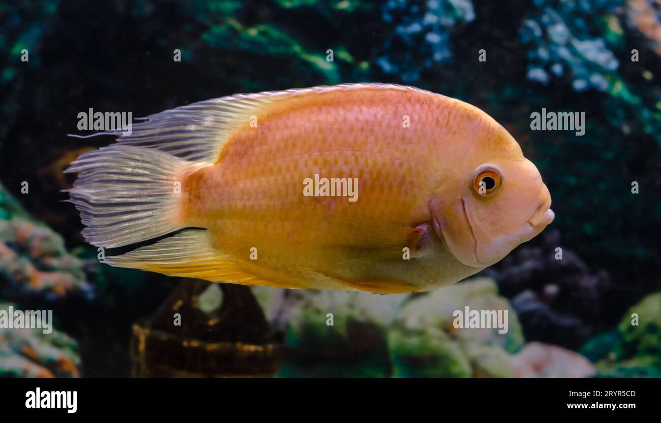 Live fish Cichlid parrot swims in clear water in an aquarium closeup ...