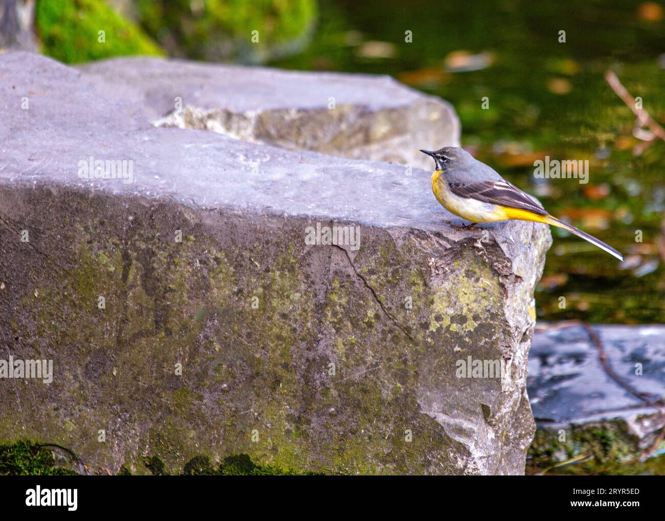 A striking Grey Wagtail (Motacilla cinerea) captured in Dublin, Ireland ...