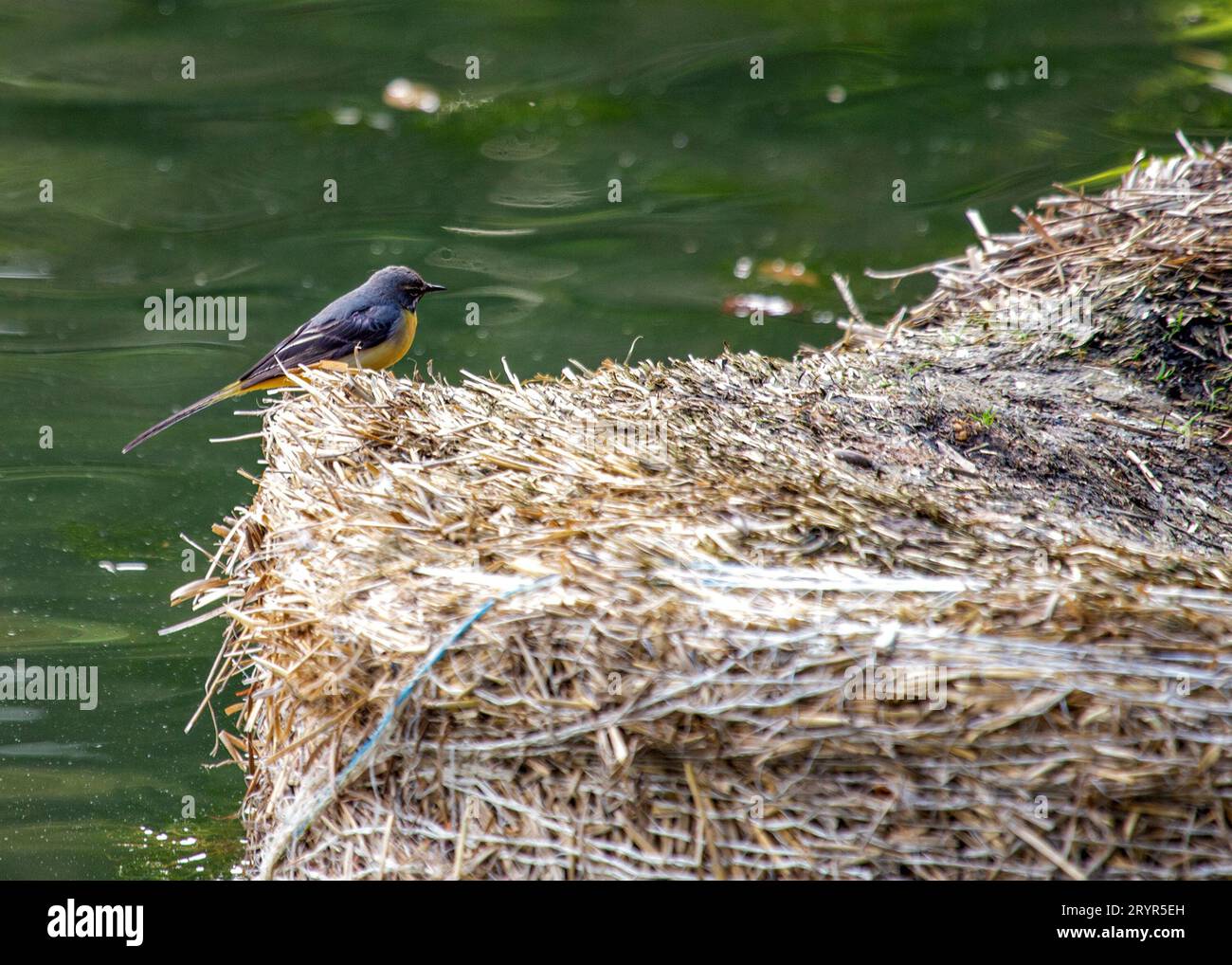 A striking Grey Wagtail (Motacilla cinerea) captured in Dublin, Ireland ...