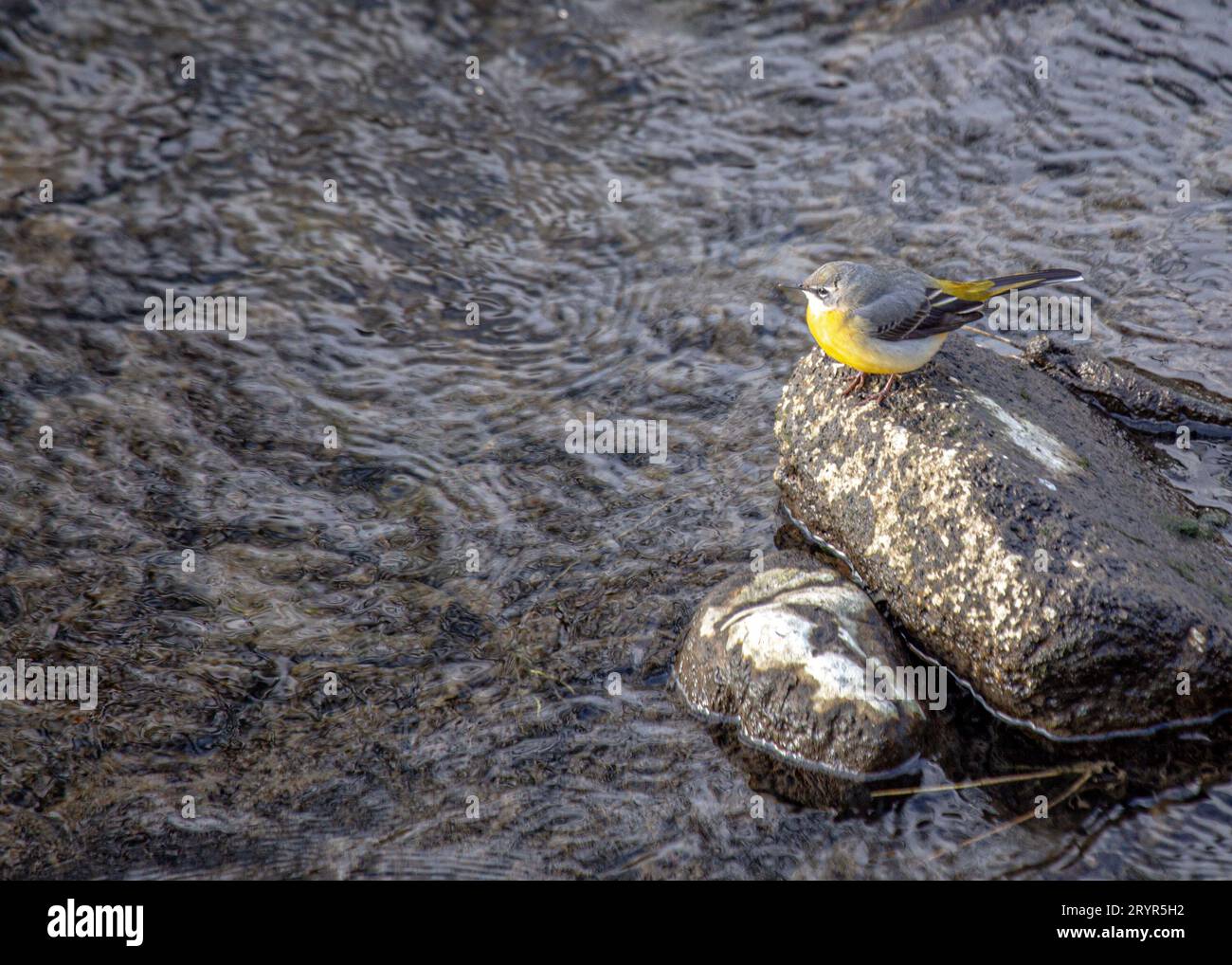 Grey wagtails presence hi-res stock photography and images - Alamy