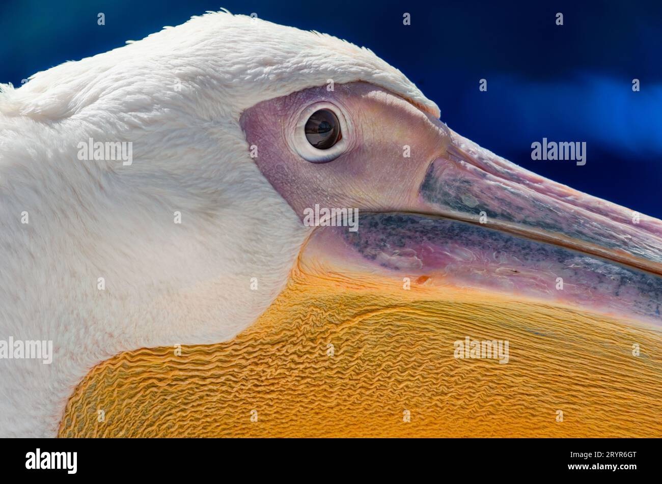 Eye and the beak hi-res stock photography and images - Alamy