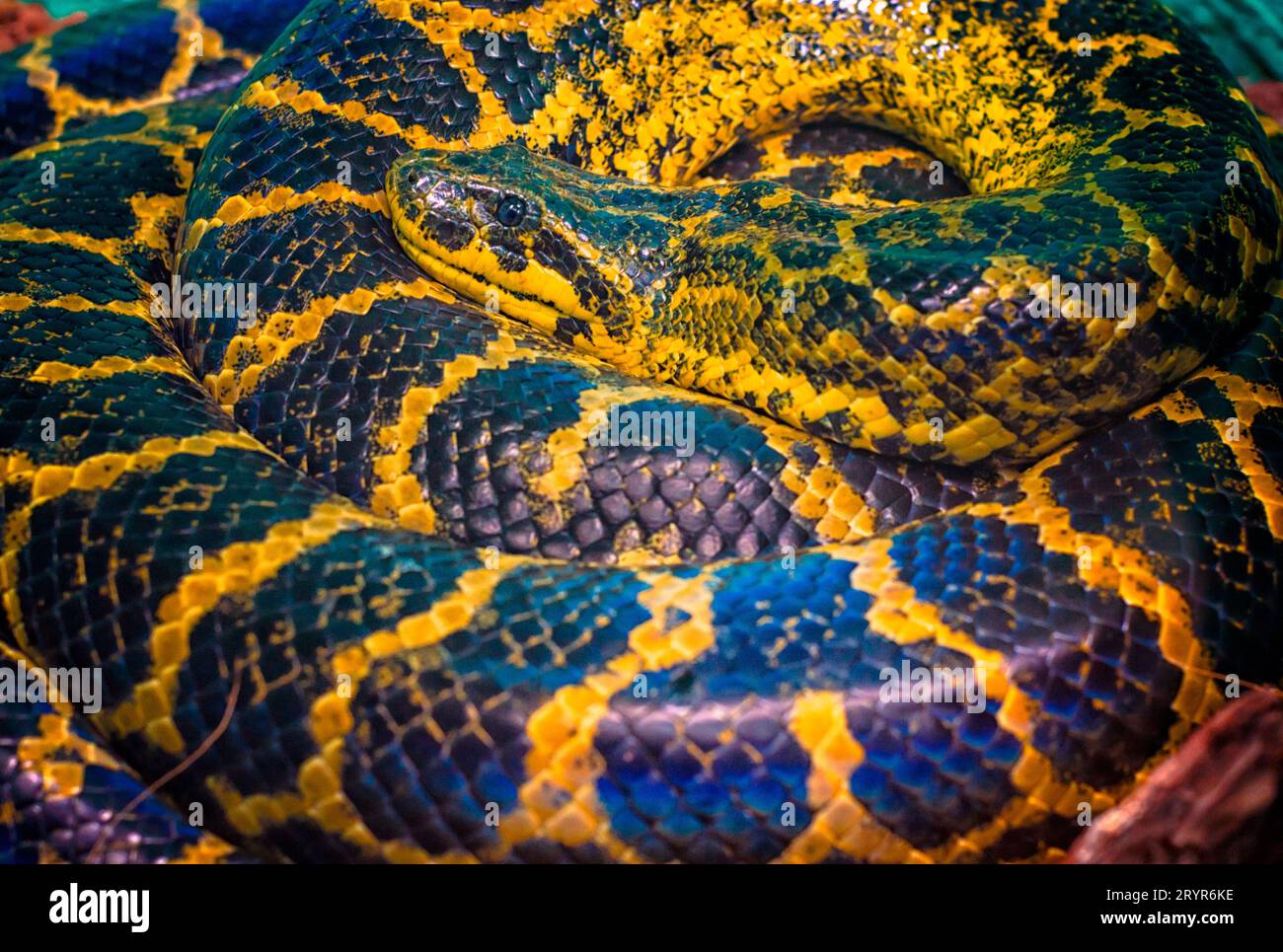 Paraguayan South or Yellow Anaconda is ringed by a ring Stock Photo - Alamy