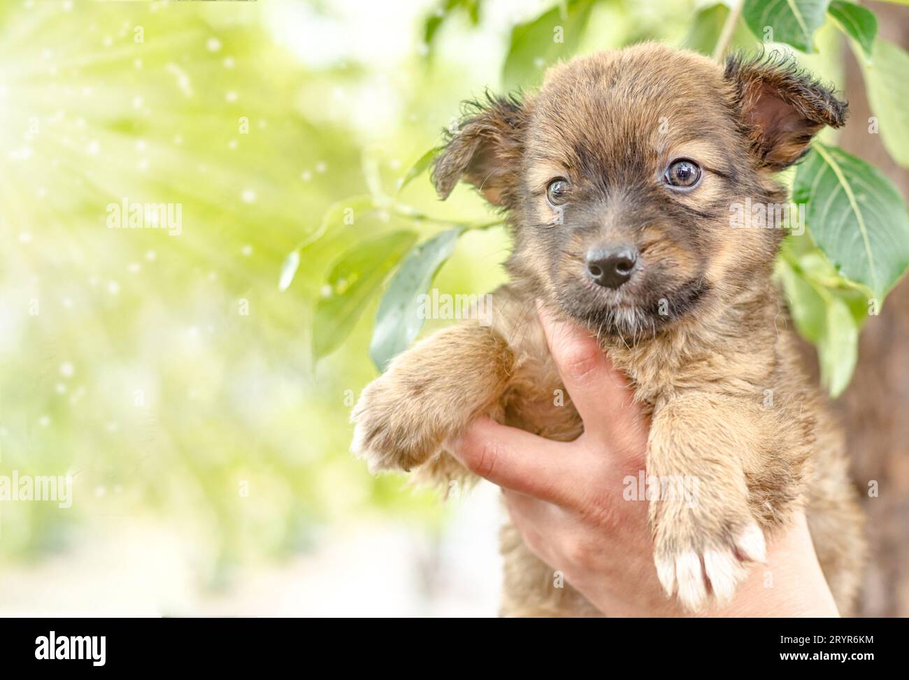 Pooch puppy in a female hand on a background of green leaves Stock ...