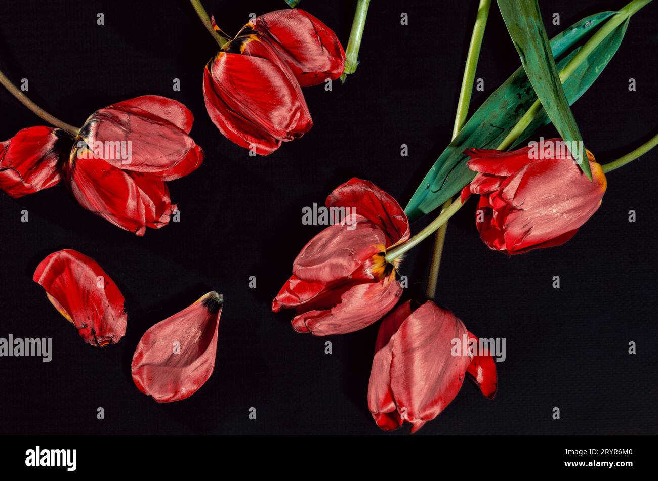 Battered flowers hi-res stock photography and images - Alamy