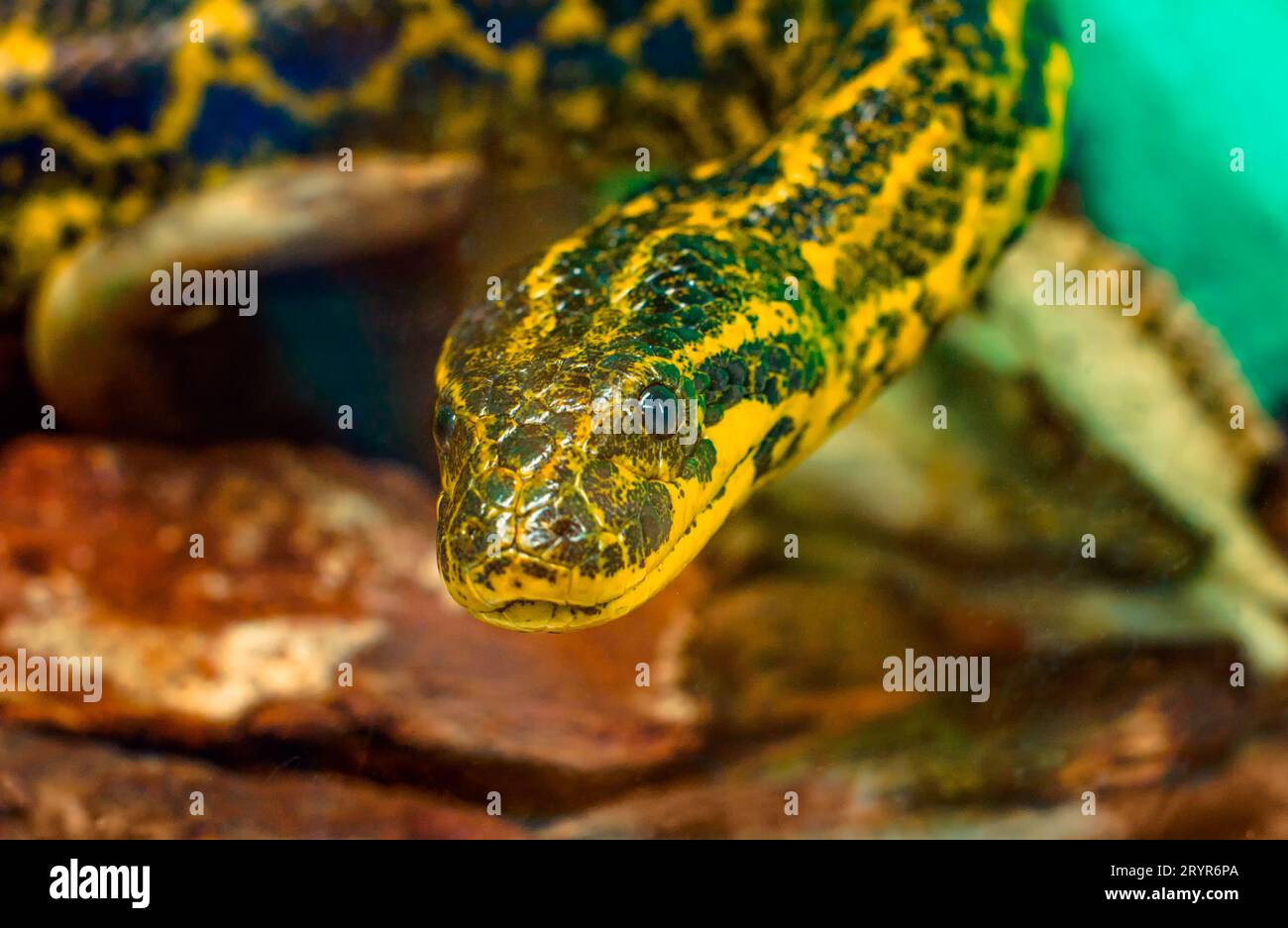 Yellow anaconda in zoo hi-res stock photography and images - Alamy