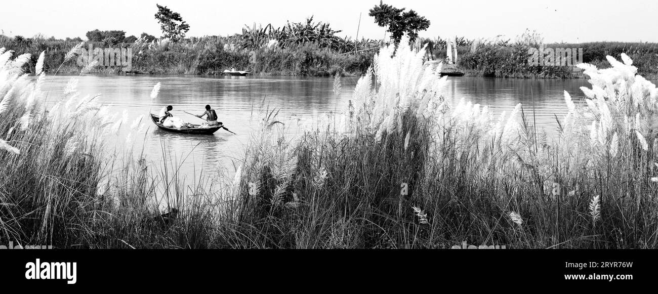 Kash flower hi-res stock photography and images - Alamy