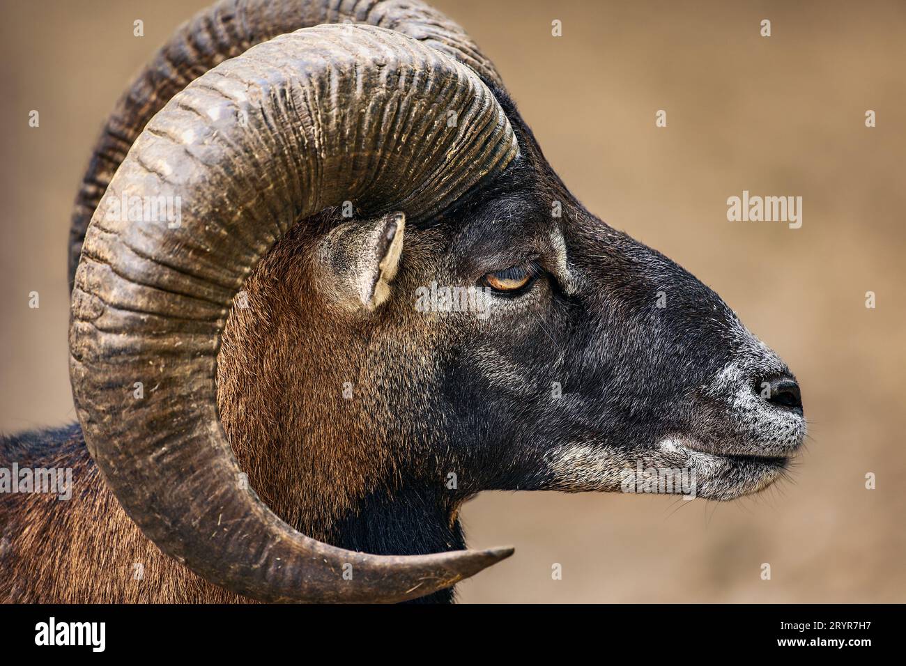 Curled horns hi-res stock photography and images - Alamy