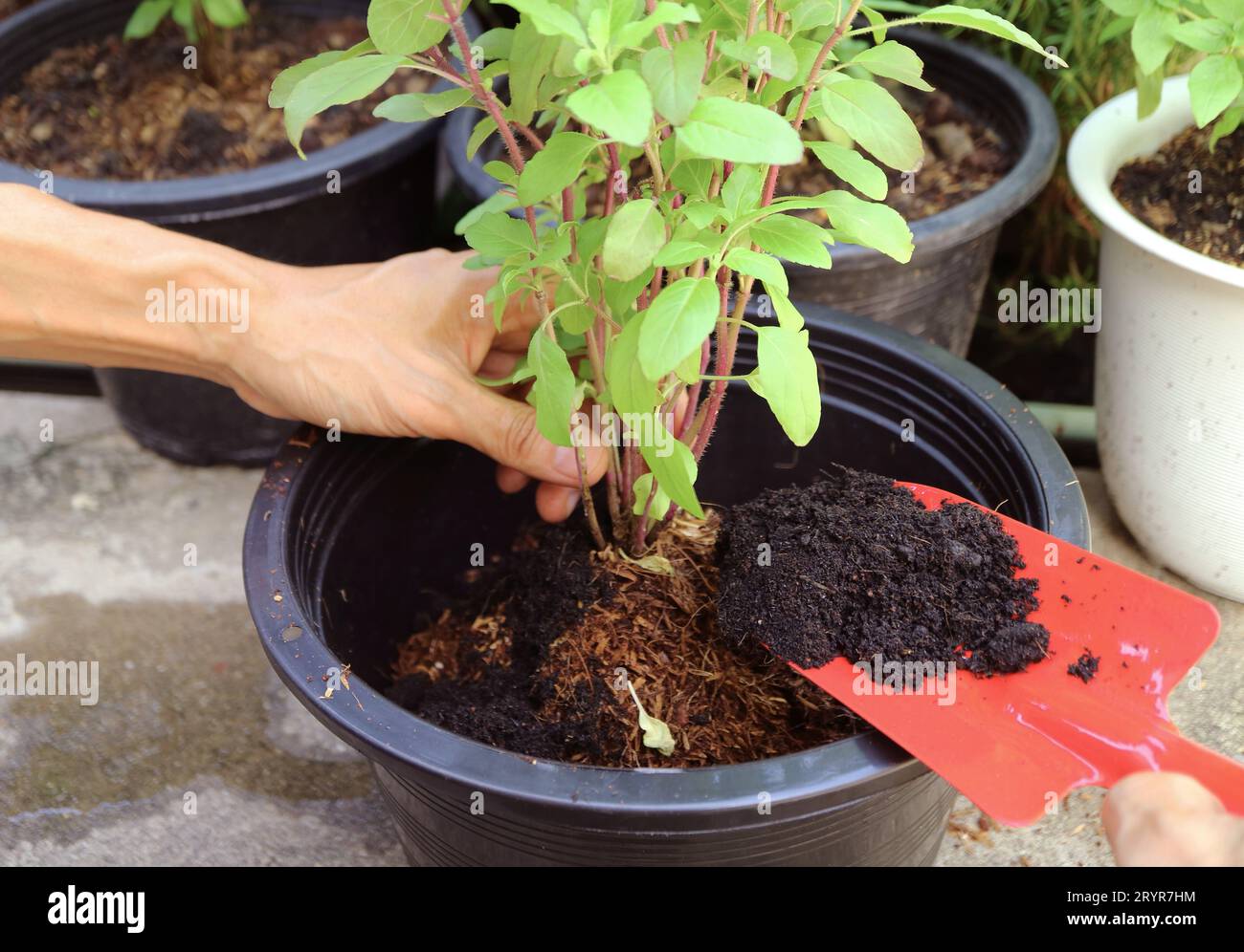 People Using Shovel to Add Soil into Potted Holy Basil Plant Stock ...