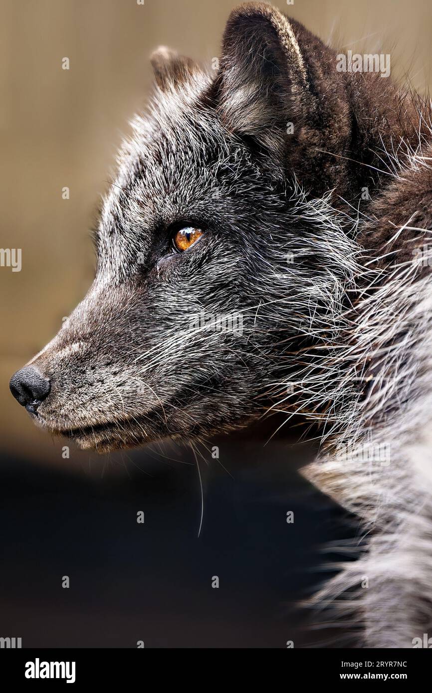 A vertical closeup of a gray wolf Stock Photo - Alamy