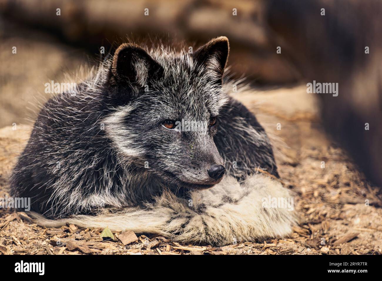 Fox on the bed hi-res stock photography and images - Alamy