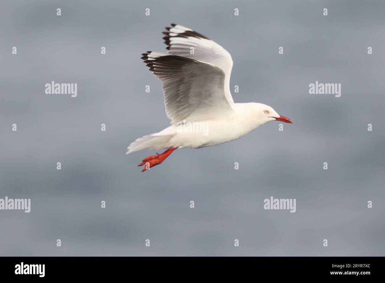 The silver gull (Chroicocephalus novaehollandiae) is the most common ...